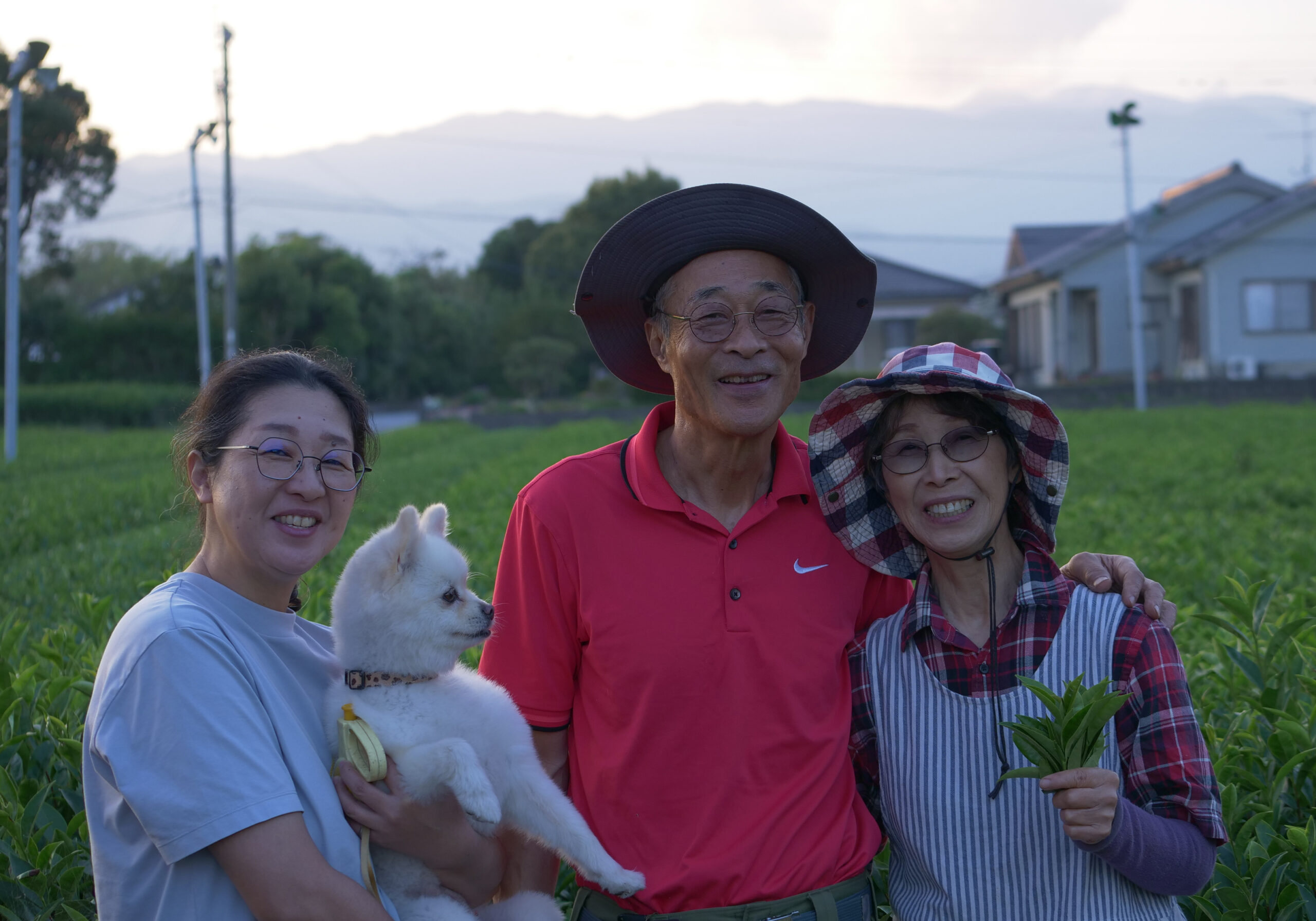 Miyazaki Organic tea garden by the Morimoto family – MARIMO tea